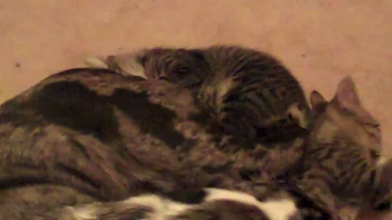 Sam & Kitten Play 6th rescue week - YouTube