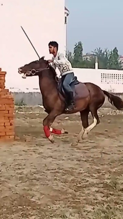 # umar Ghazi rider # horse for ( Bella). tent pegging - YouTube