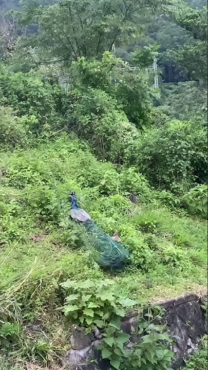 Beautiful Peacock Dance And Walking Shorts Pleasesubscribe Youtube