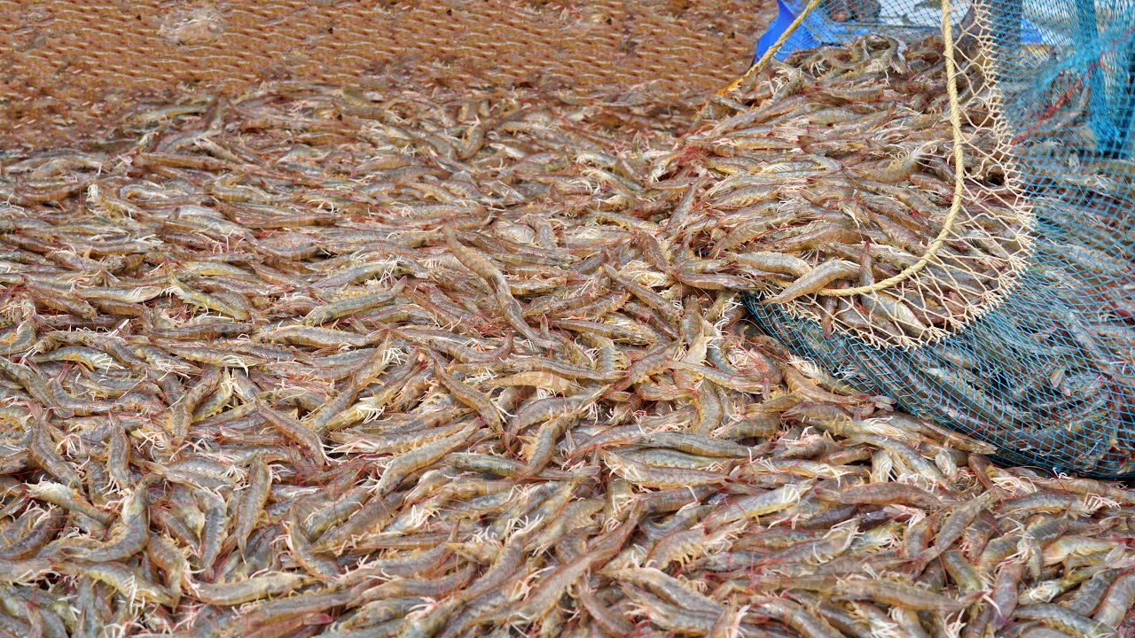 Hybrid Shrimp Farm in India - India Aquaculture Technology - Million ...
