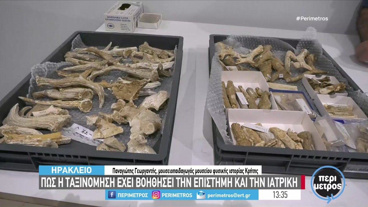 Η σπάνια συλλογή του μουσείου φυσικής ιστορίας του πανεπιστημίου Κρήτης ...