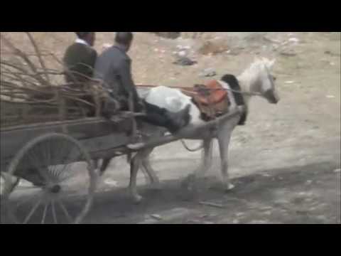 QAXDA BEDBEXT HADİSE