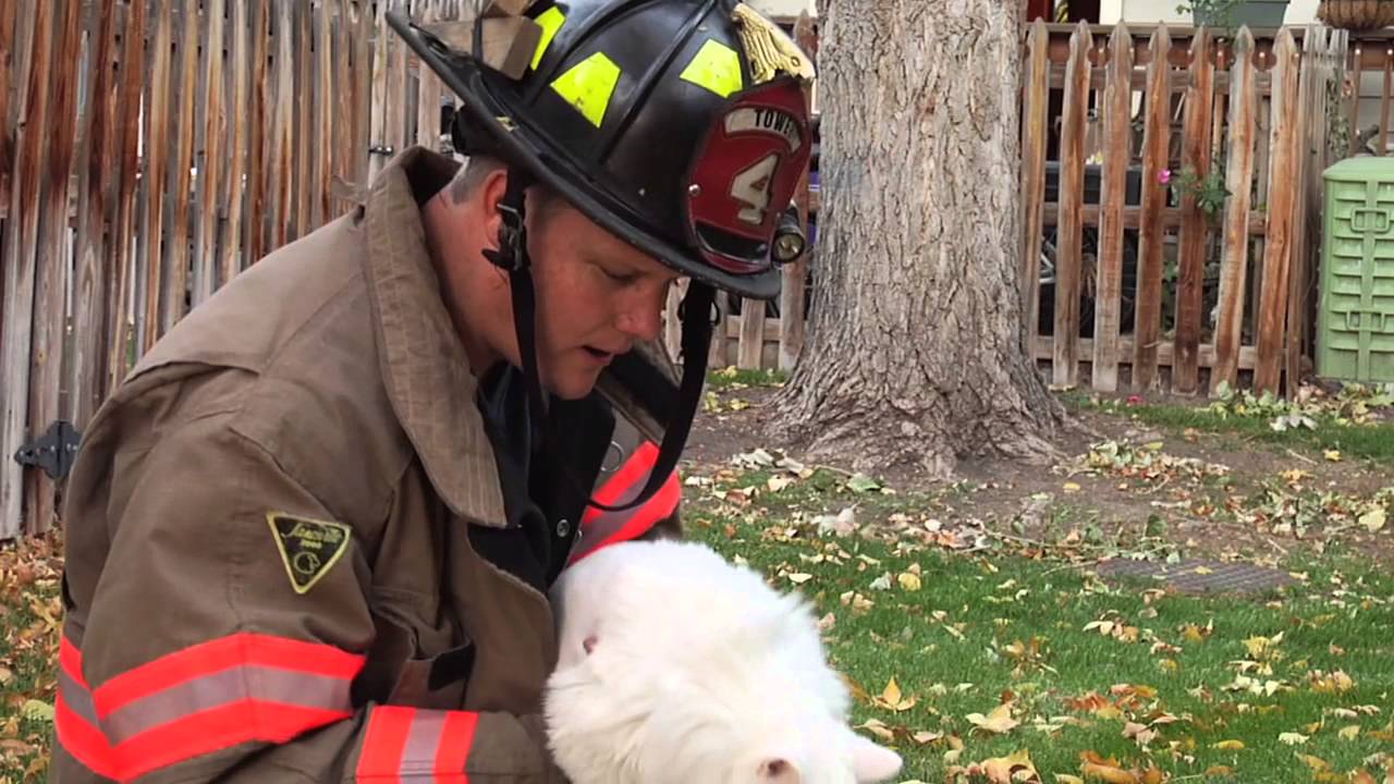 Real Men Love Cats 2- When Joe met Fluffy - Sauza fireman - Save the ...