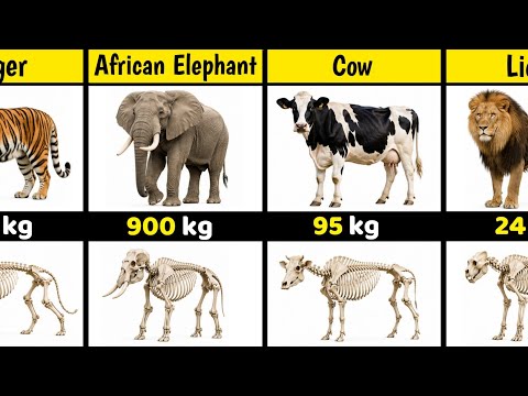 Animals With the Heaviest Skeletons 🦴 | You Won’t Believe the Weight!