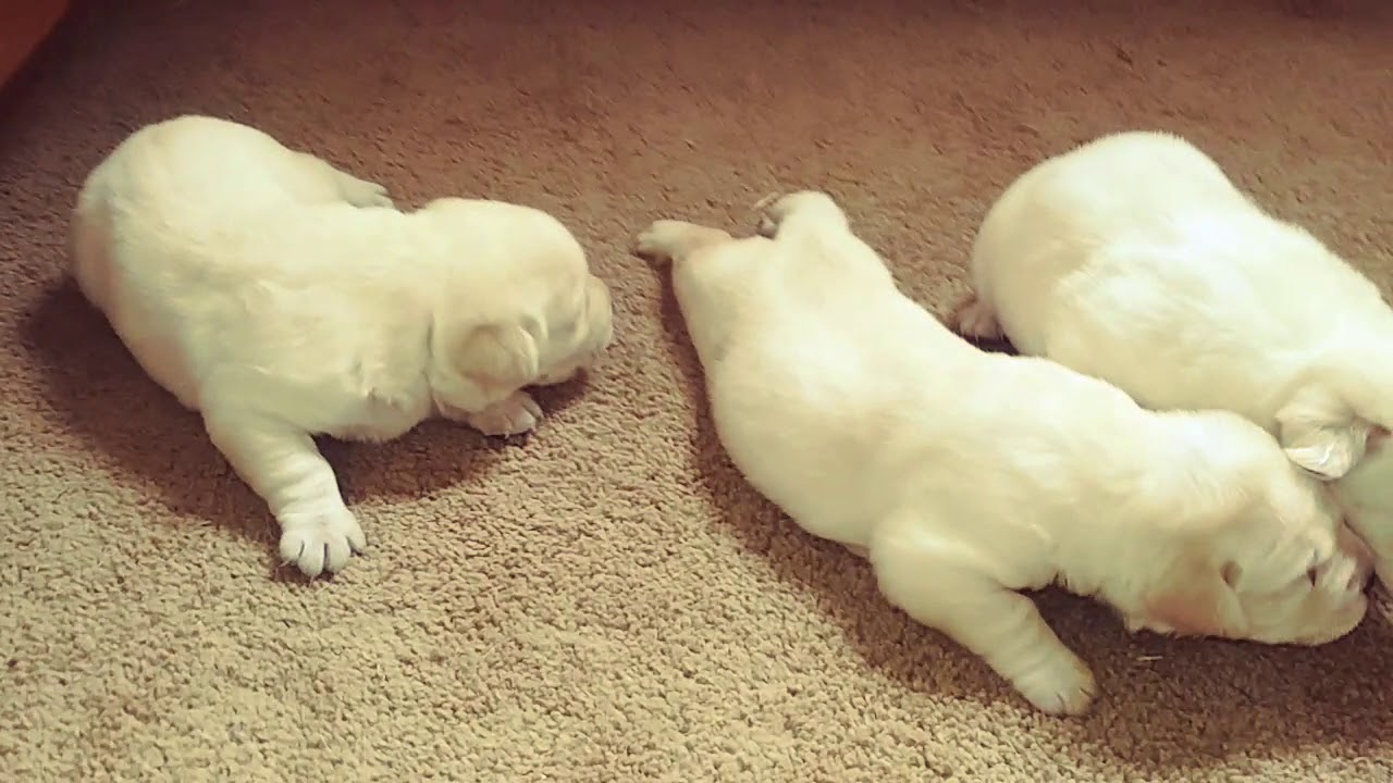 2 week old lab puppies - YouTube