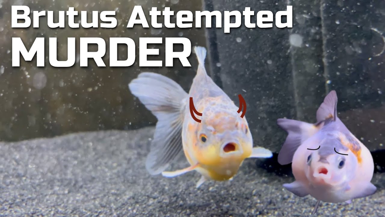 Brutus The BRUTAL Goldfish - Three Counts of Attempted Murder - YouTube