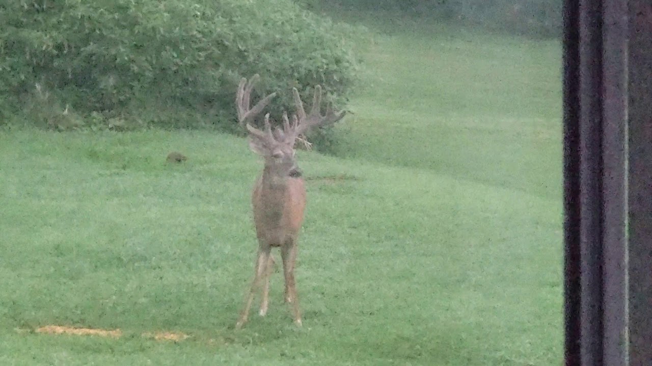 What a beast - YouTube