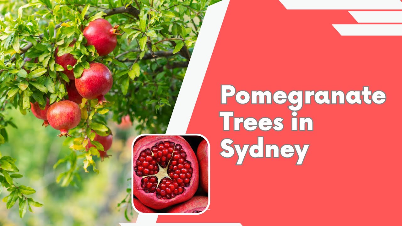 Exquisite Pomegranate Trees in Sydney | Pomegranate Plant - YouTube