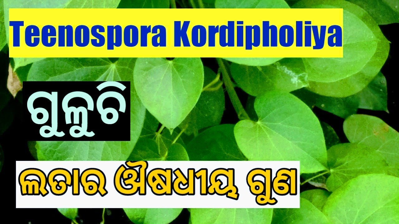 Guluchi Latara Medchine Guna //Giloy ra Upokarita //(teenospora ...