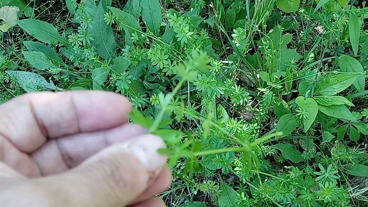 EAT YOUR WEEDS ( GOOSE GRASS ) PLANT IDENTIFICATION - YouTube