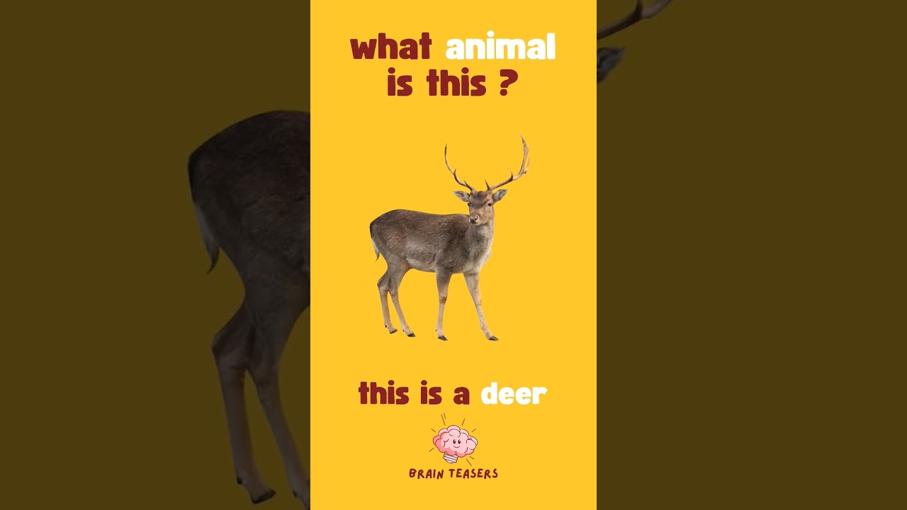WHAT ANIMAL IS THIS? BRAIN TEASERS #shorts - YouTube