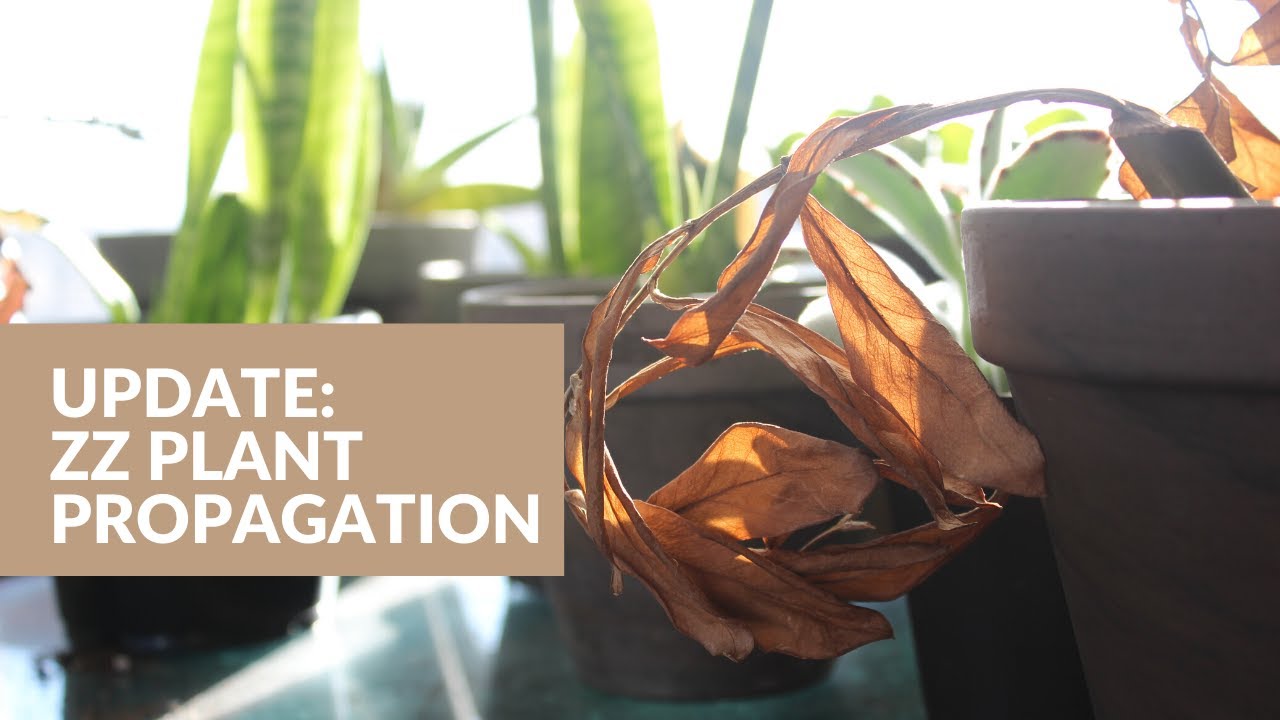 UPDATE: ZZ Plant Propagation | ZZ Plant Propagation from Start to ...