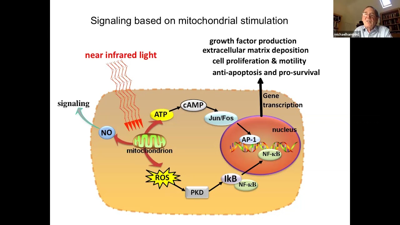 Michael R Hamblin invited talk for Guy Foundation - YouTube