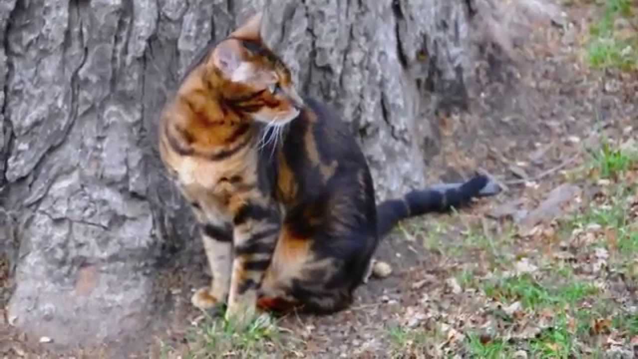 Mugsy & Squirrels -Agent 009 - The Movie Trailer - YouTube