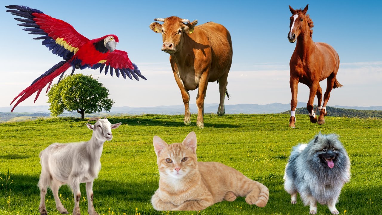Familiar Animals: Goat, Horse, Dog, Cow, Cat, Parrot - Animal Moments ...
