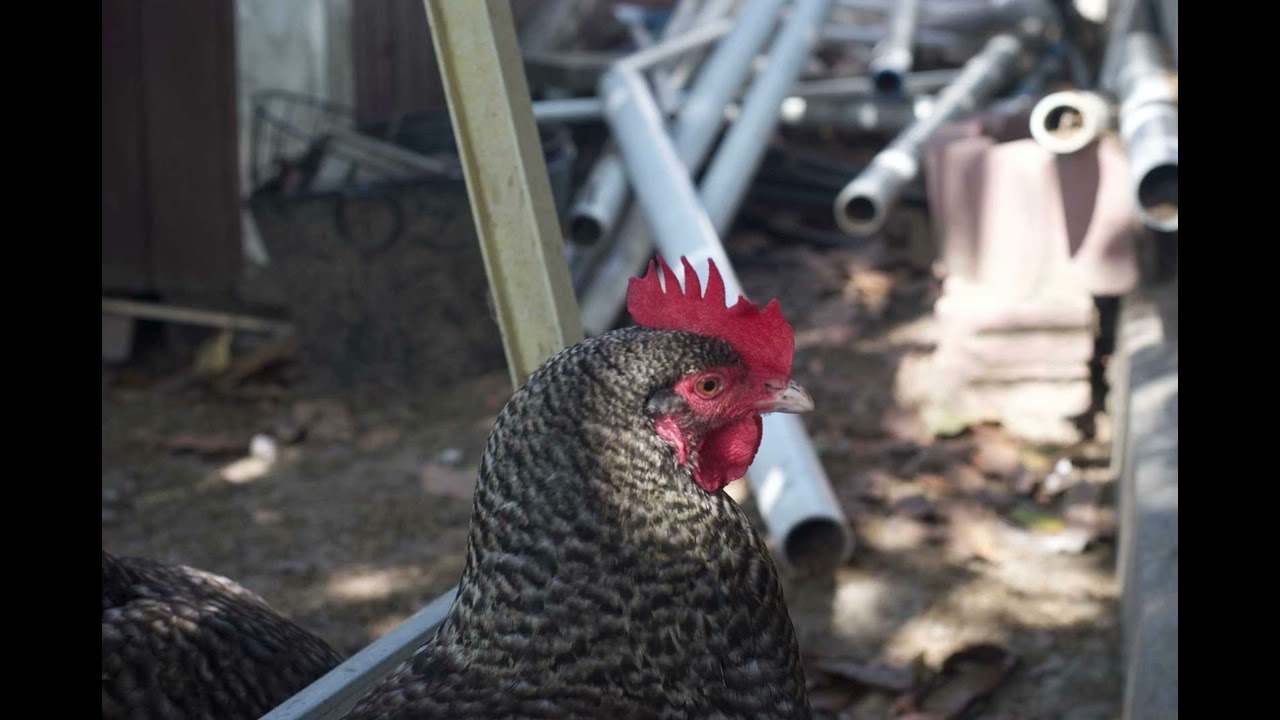 [FREE] Chicken sound effect-No Copyright - YouTube