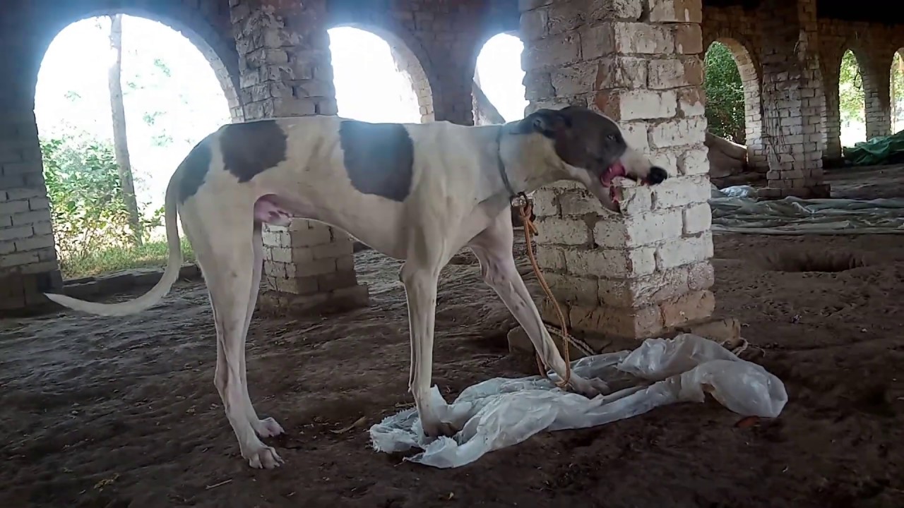 Pure Tazi Dog Male in pakistan - YouTube