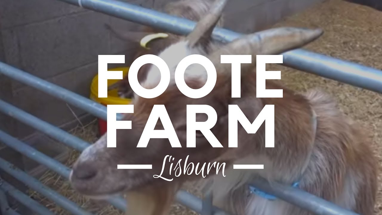Foote Farm in Lisburn, Northern Ireland - Farms to Visit - YouTube