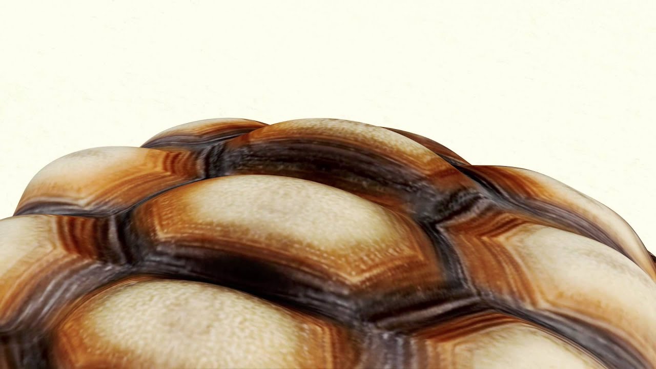 Turtlephant - video - YouTube