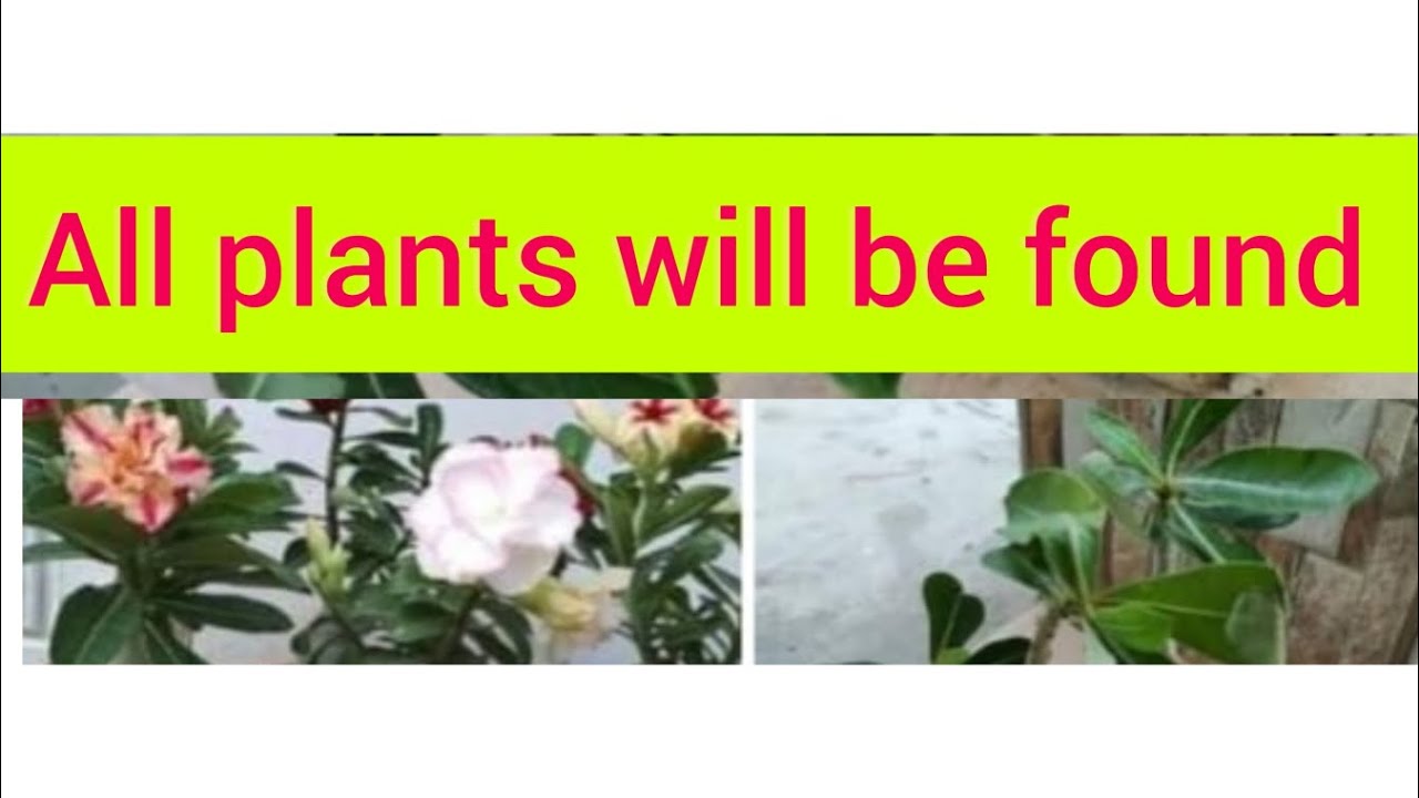 How to make a garden. | plants nursery business development - YouTube