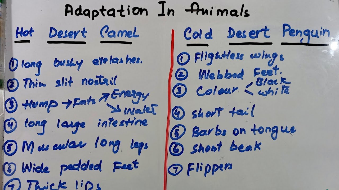 Seven Adaptation in Animals i.e camel and penguin || How do animals ...