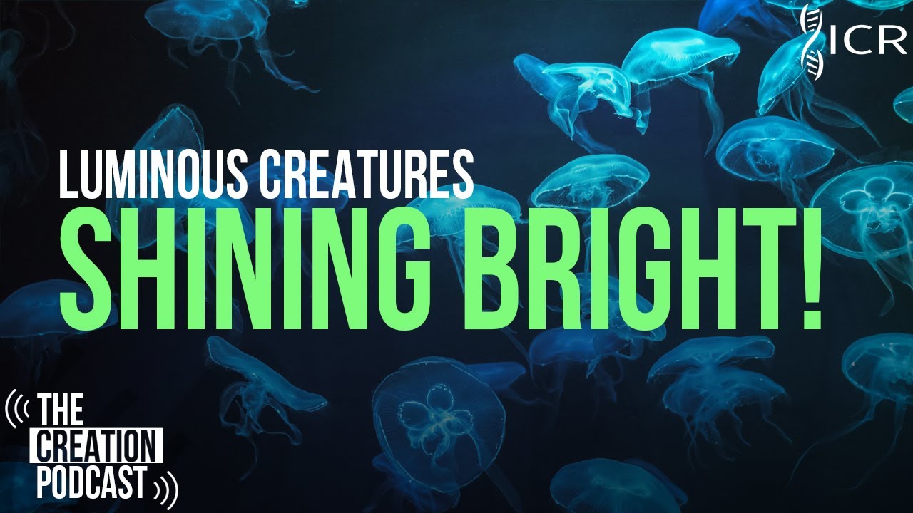 How Do Creatures Produce Living Light? | The Creation Podcast: Episode ...