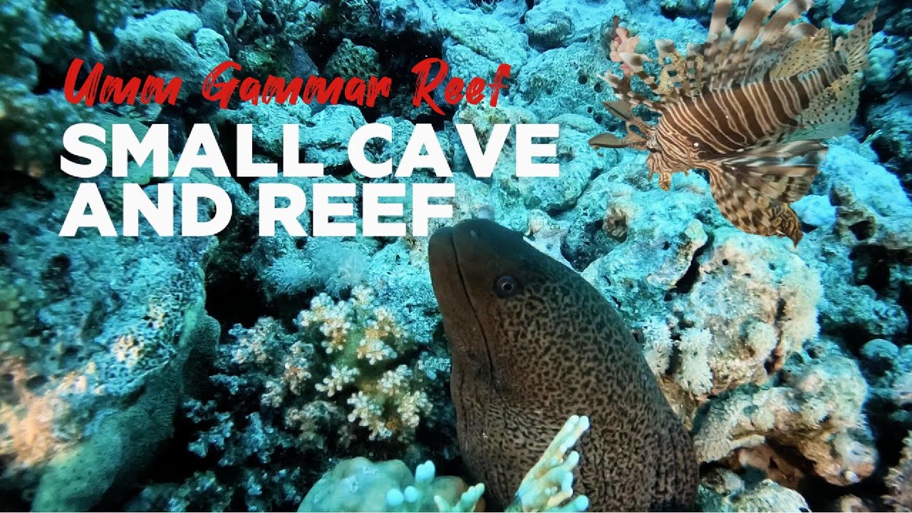 Epic Reef diving. Umm Gammar Reef, Red Sea.Egypt - YouTube