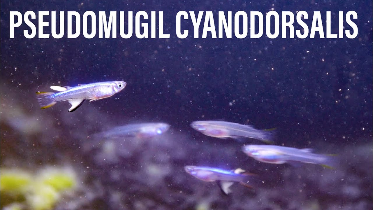 PSEUDOMUGIL CYANODORSALIS - Neon Blue-eye rainbow fish - YouTube