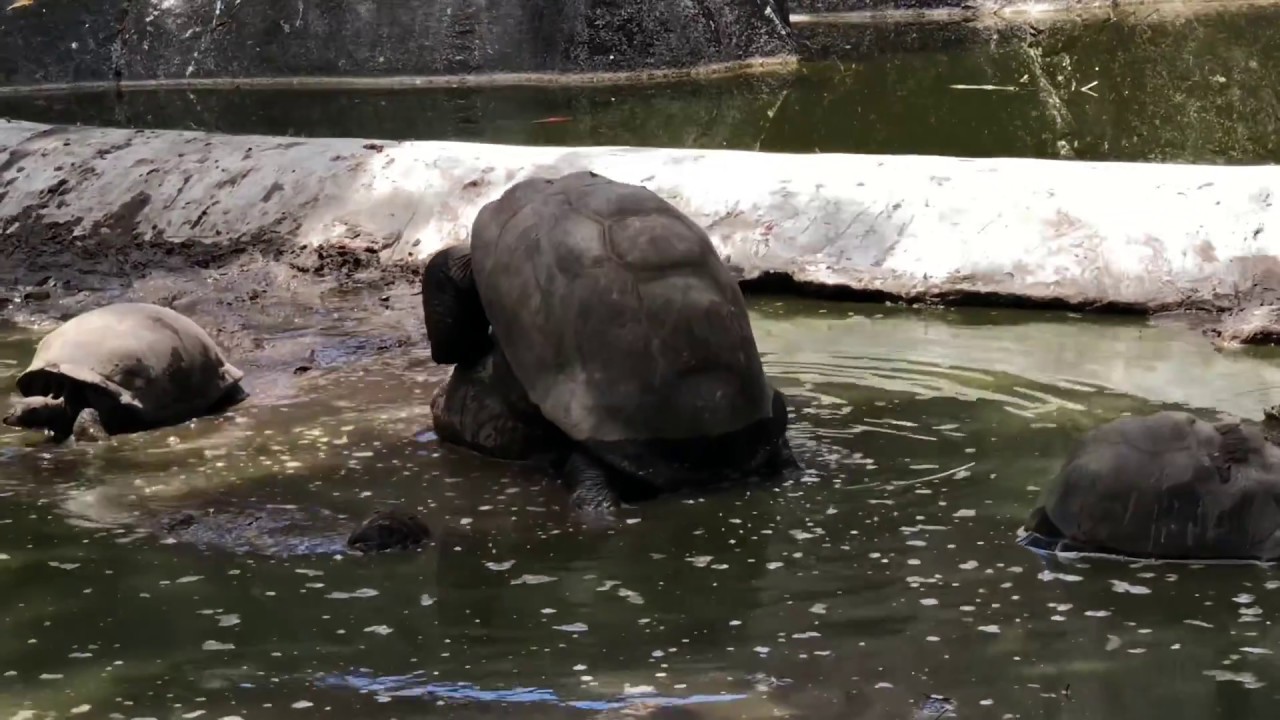 Tortoise Mating Habits - YouTube