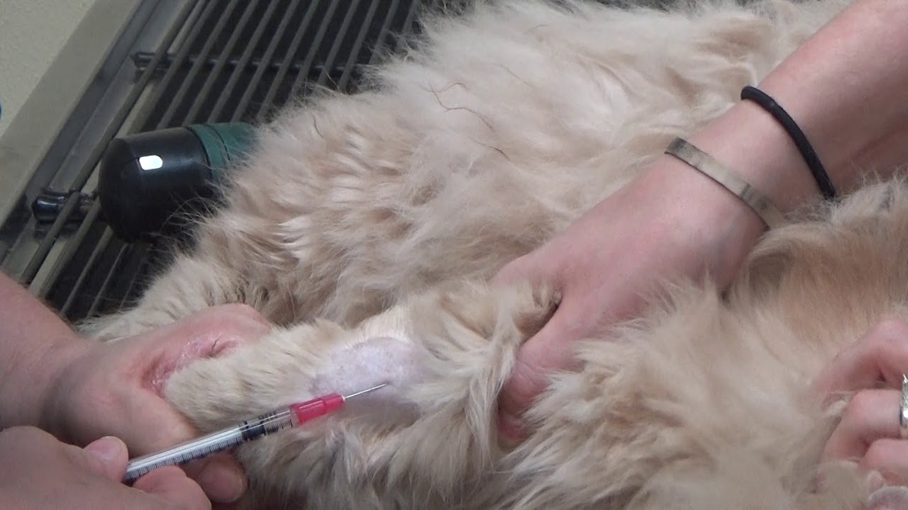 Perform Intravenous Injection on Feline - YouTube