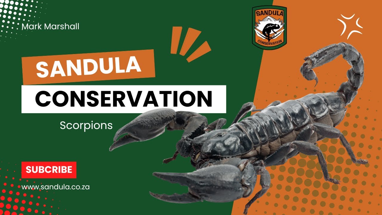 Sandula Podcast - Scorpions - YouTube