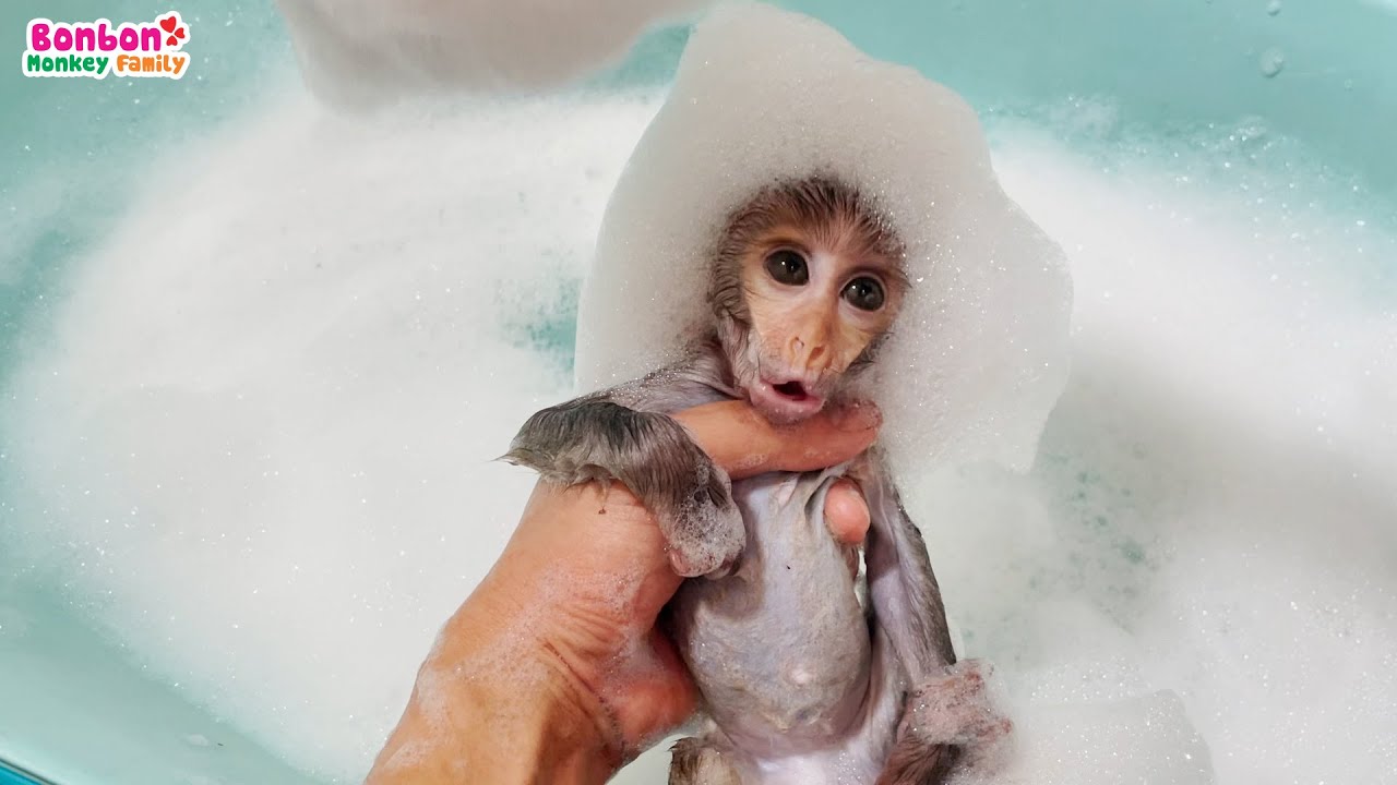 Bonbon baby monkey screams while bathing in a foamy swimming pool - YouTube