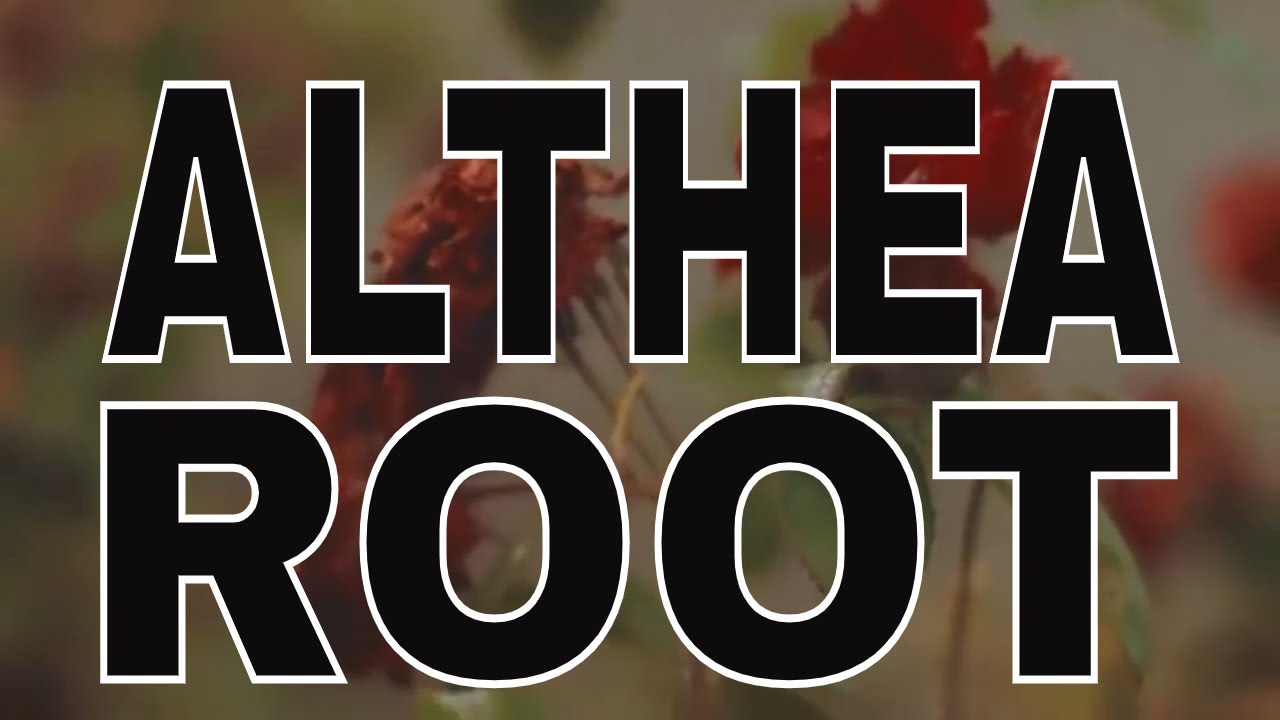 ALTHEA ROOT - YouTube