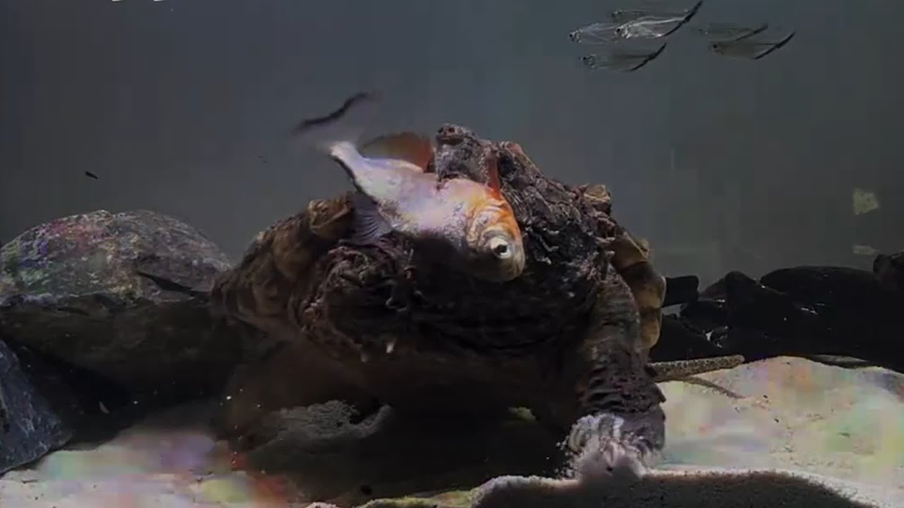 Snapping Turtle vs Piranha丨Live feeding! - YouTube