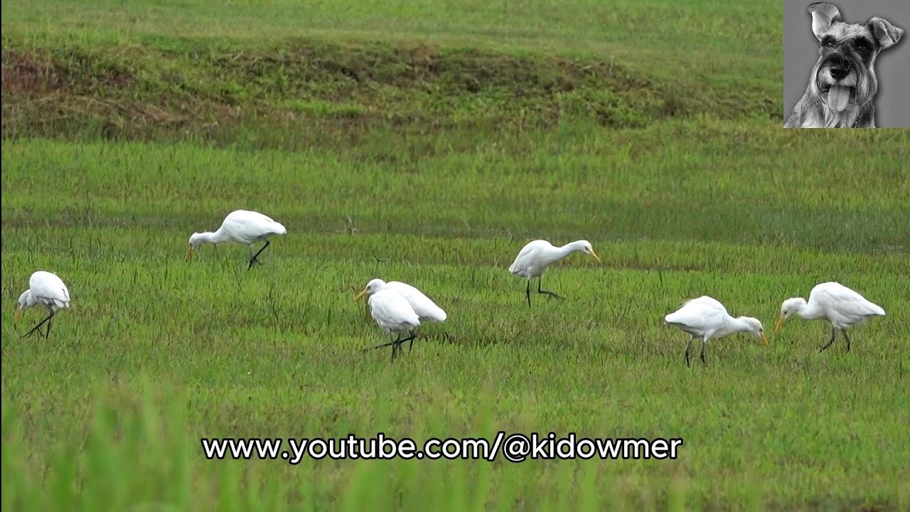 Flock of migratory EASTERN CATTLE EGRETS, Singapore - YouTube