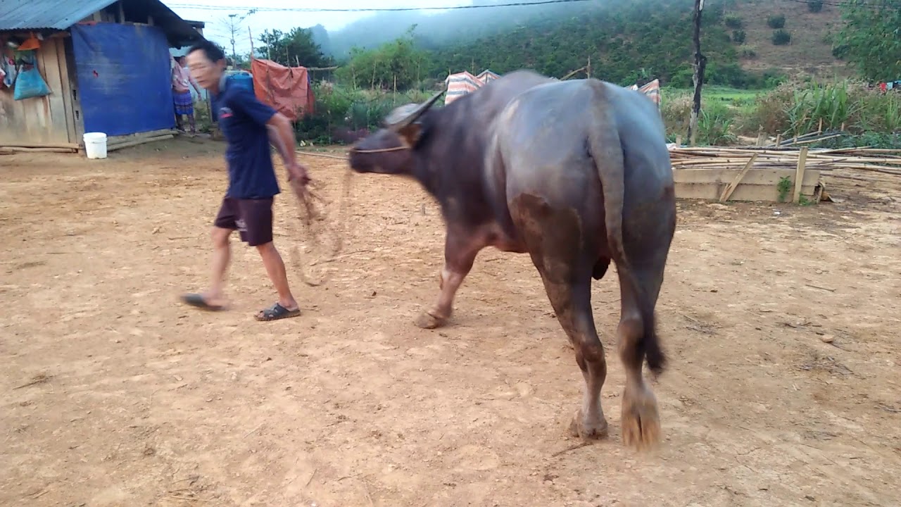 Ong Trâu Chien li nhat nam2020 - YouTube