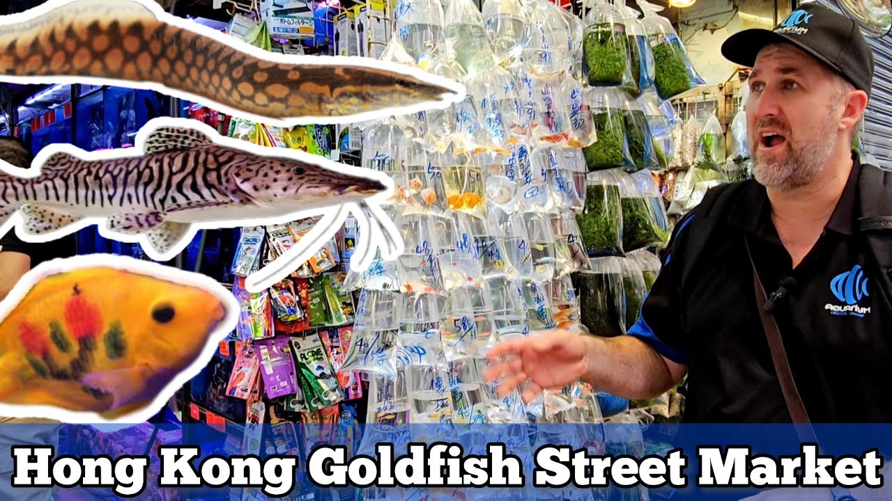 Exploring the FASCINATING Goldfish Street Markets of Hong Kong! - YouTube