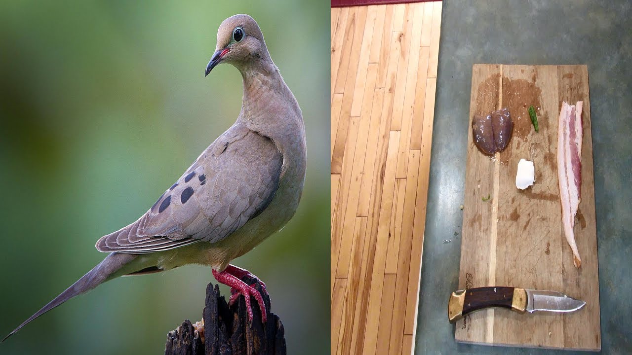 How to Clean And Cook a Mourning Dove - YouTube