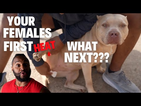 Your Females FIRST HEAT!?!?! What to do NEXT... (Dog Breeding)