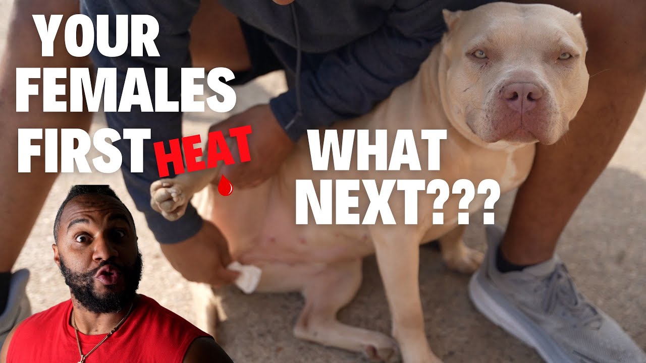 Your Females FIRST HEAT!?!?! What to do NEXT... (Dog Breeding) - YouTube