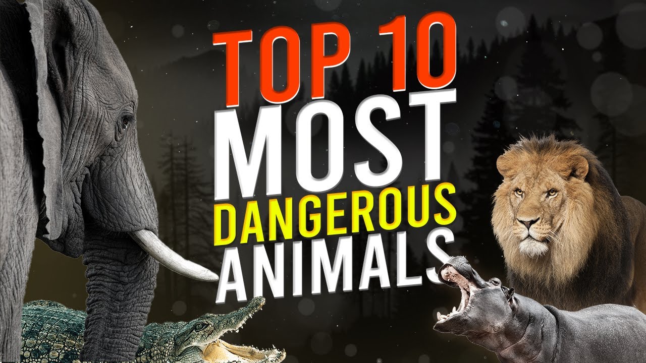 Top 10 Most Dangerous Animals in the World | Surprising Animals You ...