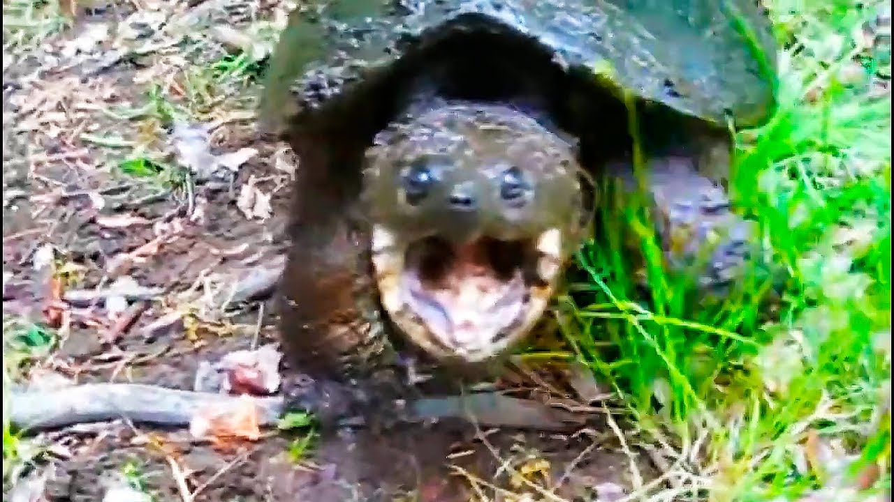 Turtles Attack 2 - YouTube