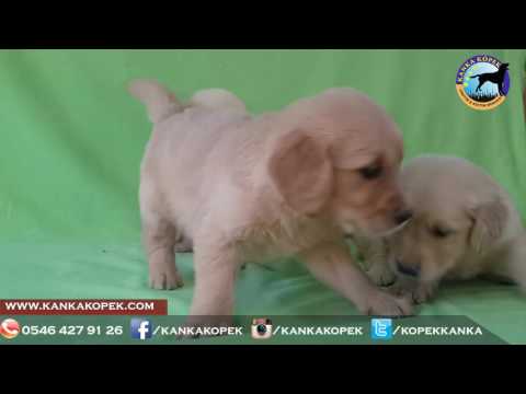 Satılık Golden Retriever www.kankakopek.com