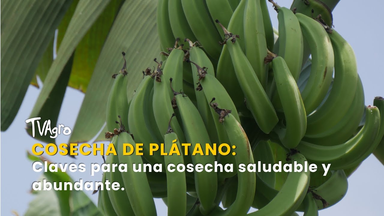 Cosecha de Plátano: Claves para una cosecha saludable y abundante ...