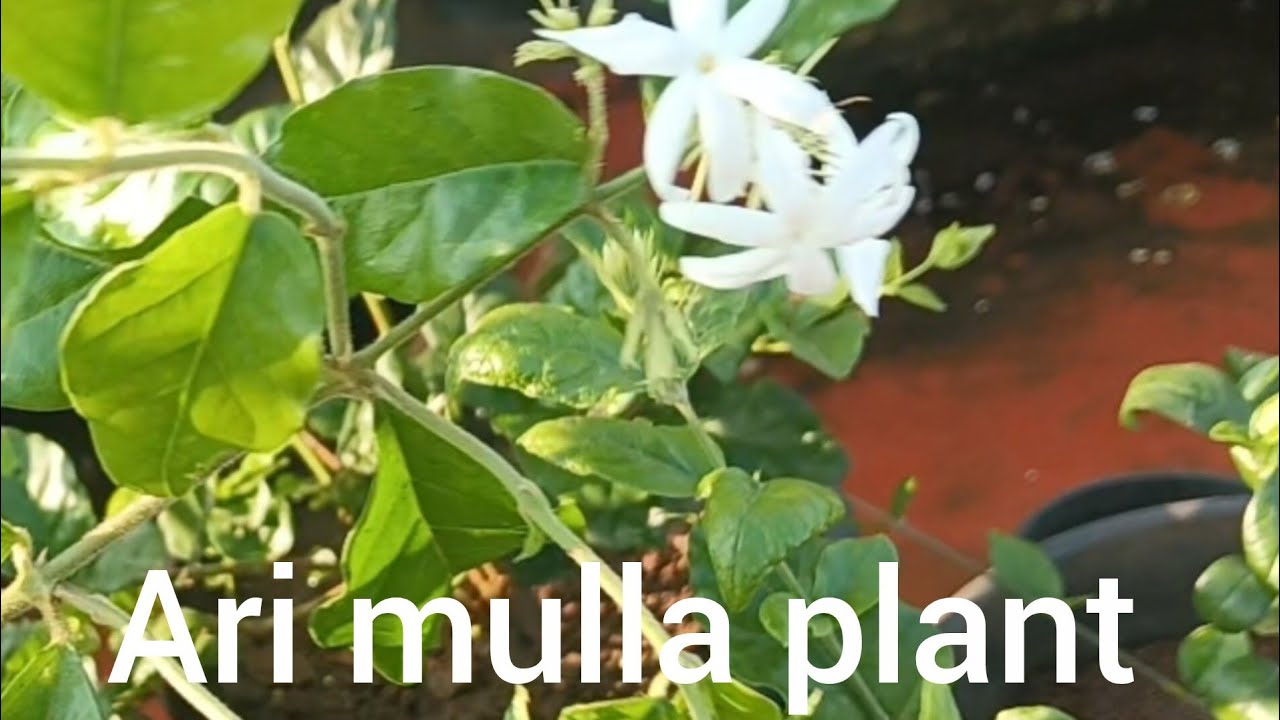 Ari mulla plant # Terrace garden - YouTube