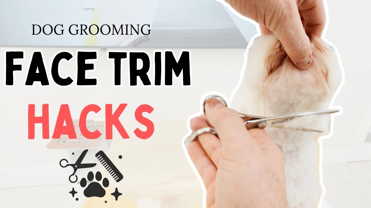 Transform Your Dog’s Face with These Grooming Hacks! - YouTube