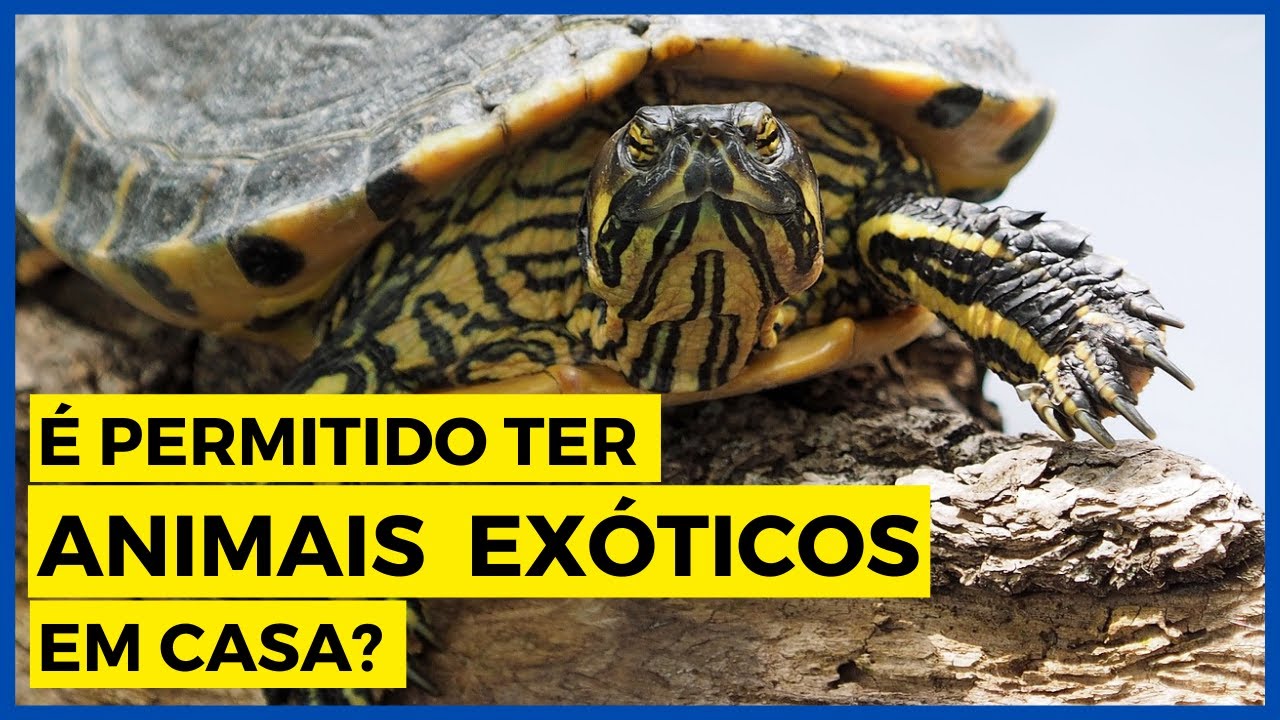 Animais Exóticos - É permitido ter animais exóticos em casa? - YouTube