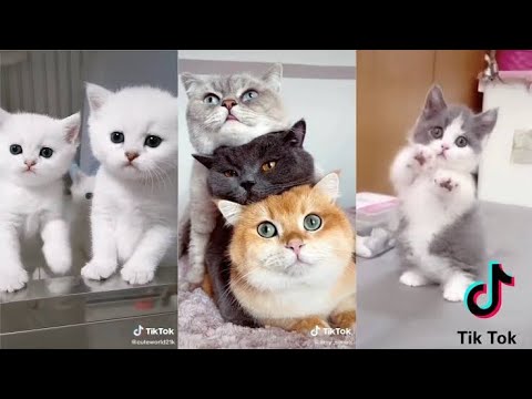 Kumpulan Kucing Lucu, Gemesin, Gemoy | Video Tik Tok Kucing Lucu ...