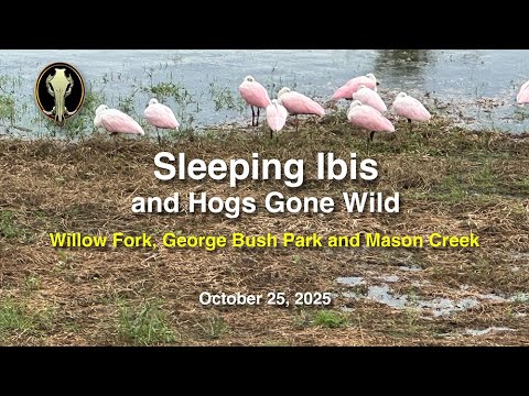 2025-10-25 Sleeping Ibis and Hogs gone Wild - YouTube