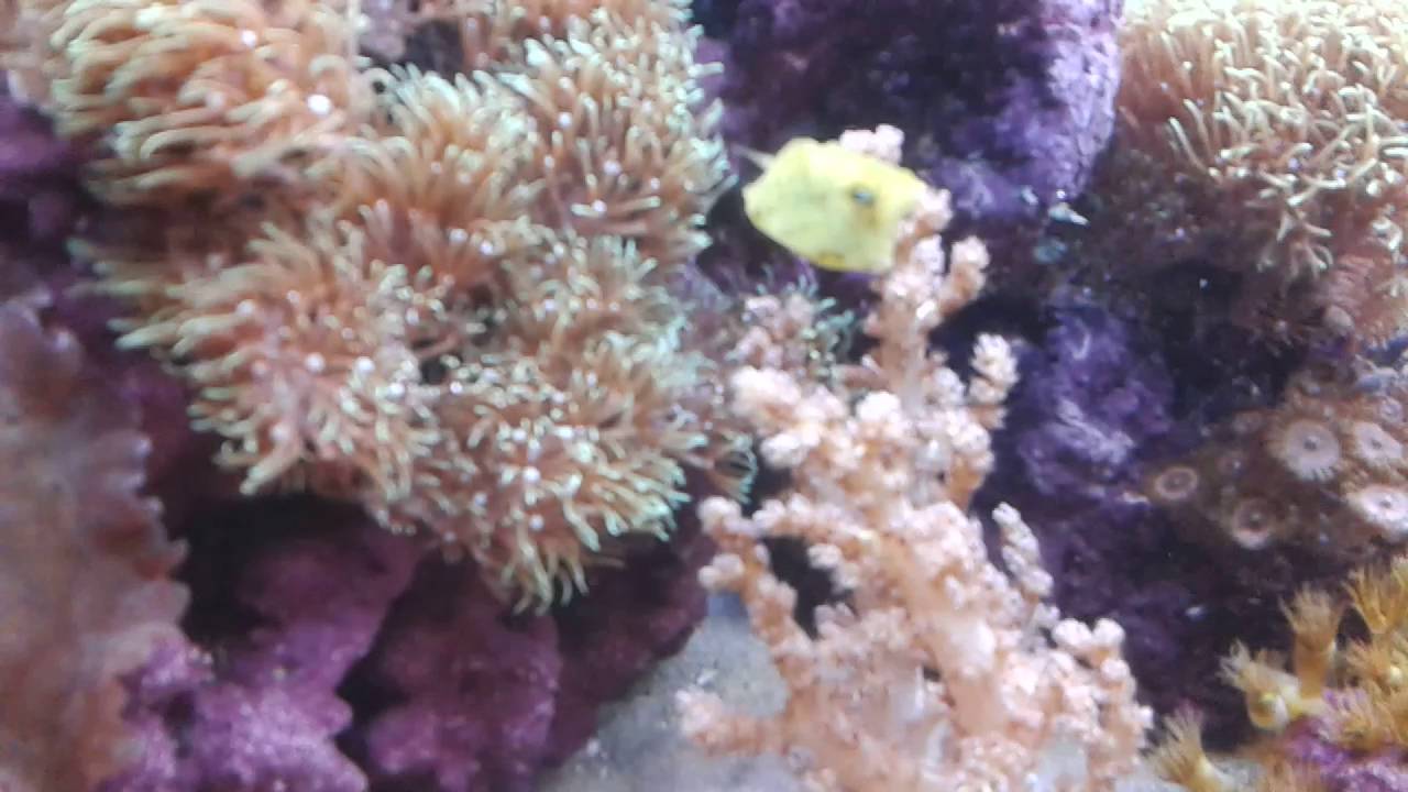 Baby Boxfish - YouTube